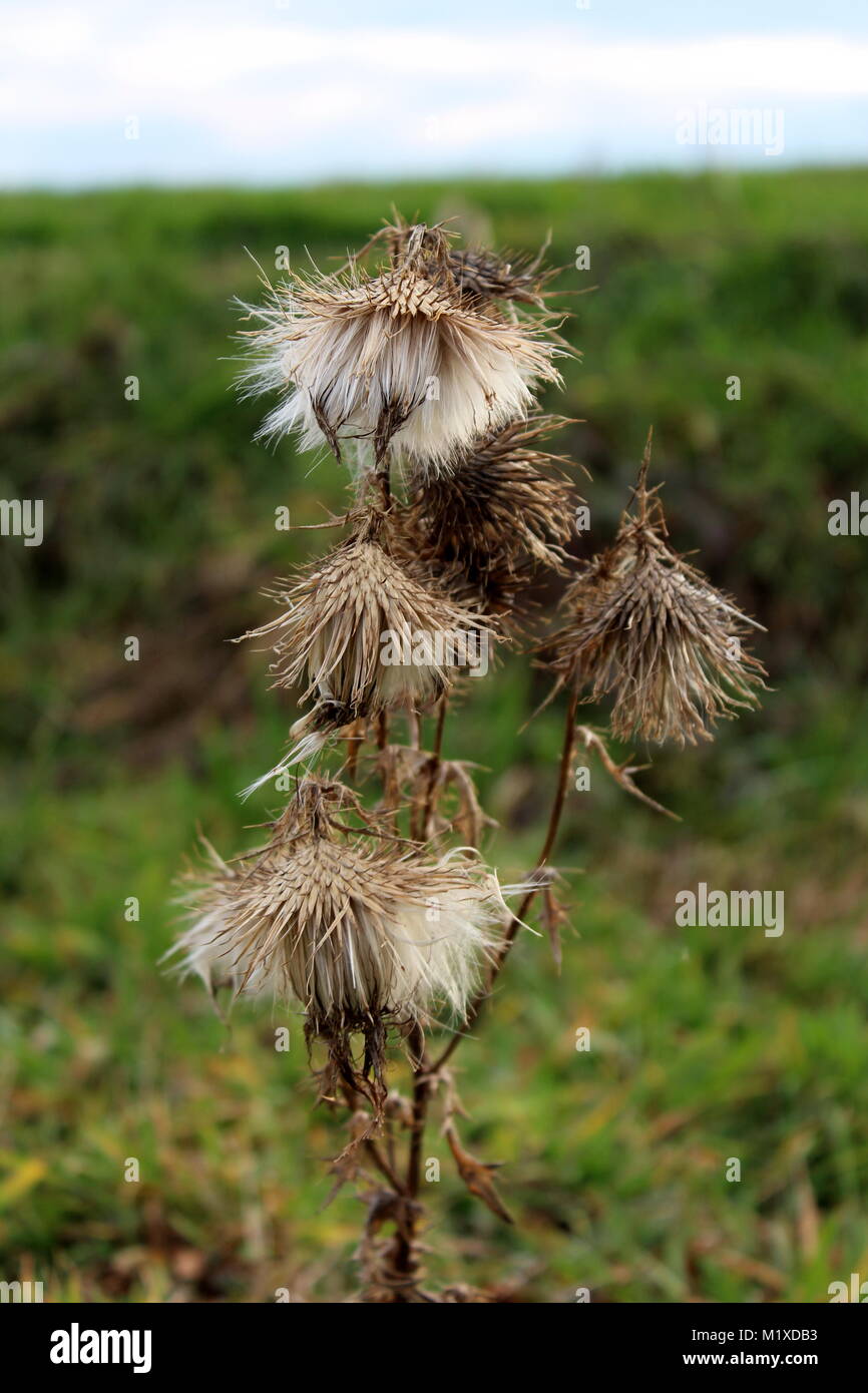 Dried bur plant on blurred green grass background on cold winter day ...