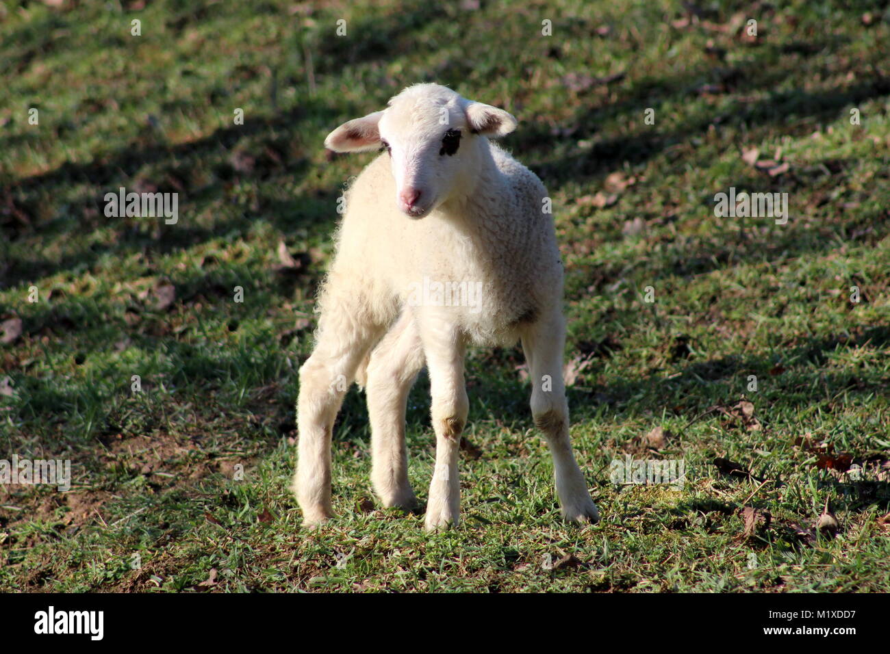 White eye patches hi-res stock photography and images - Alamy