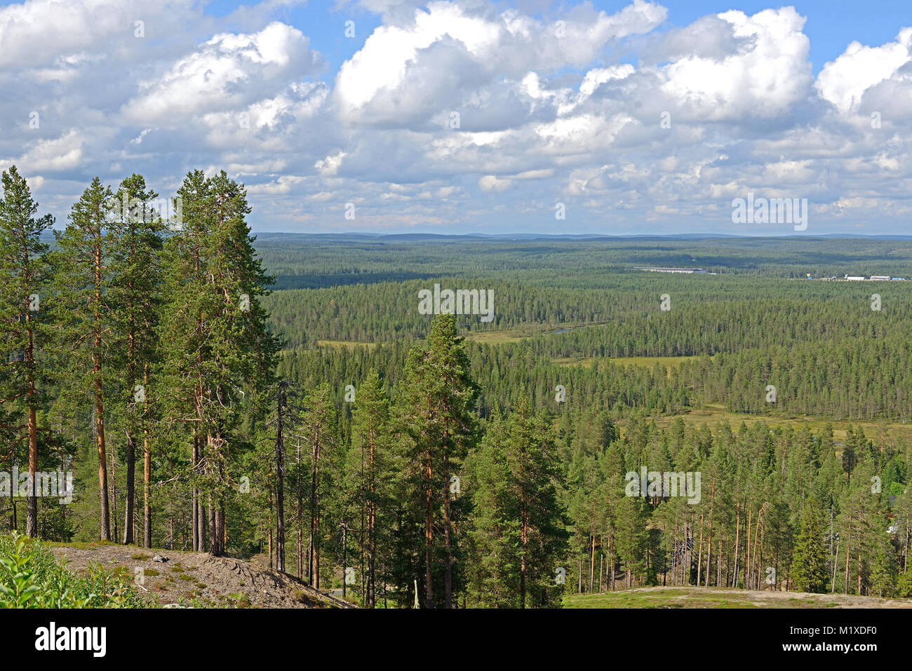 Taiga Biome Landscape