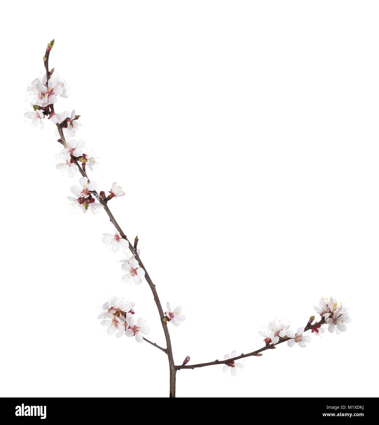 Plum branch Cut Out Stock Images & Pictures - Alamy