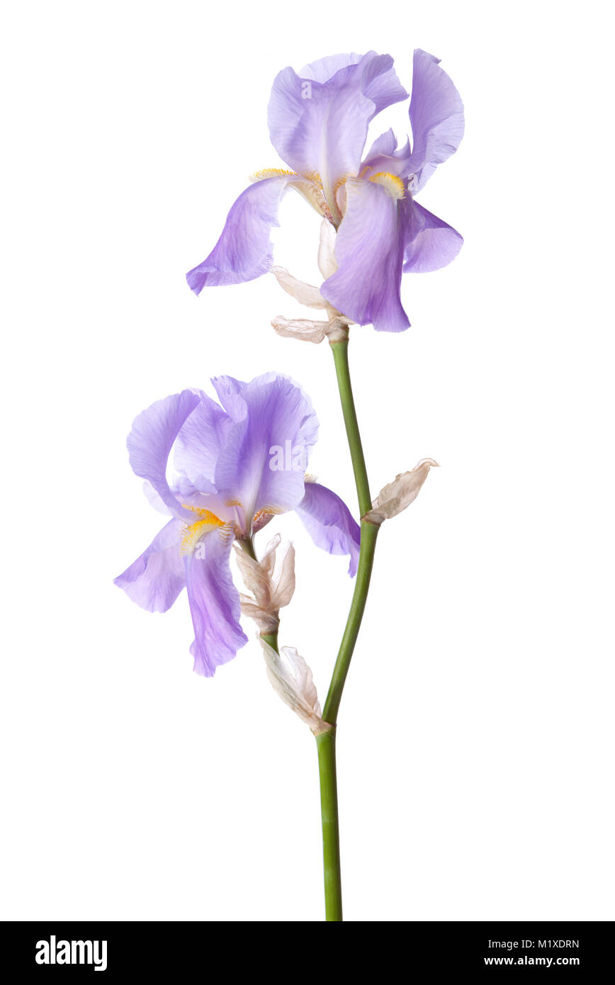 Light lilac flower isolated on a white background. Iris croatica Stock ...