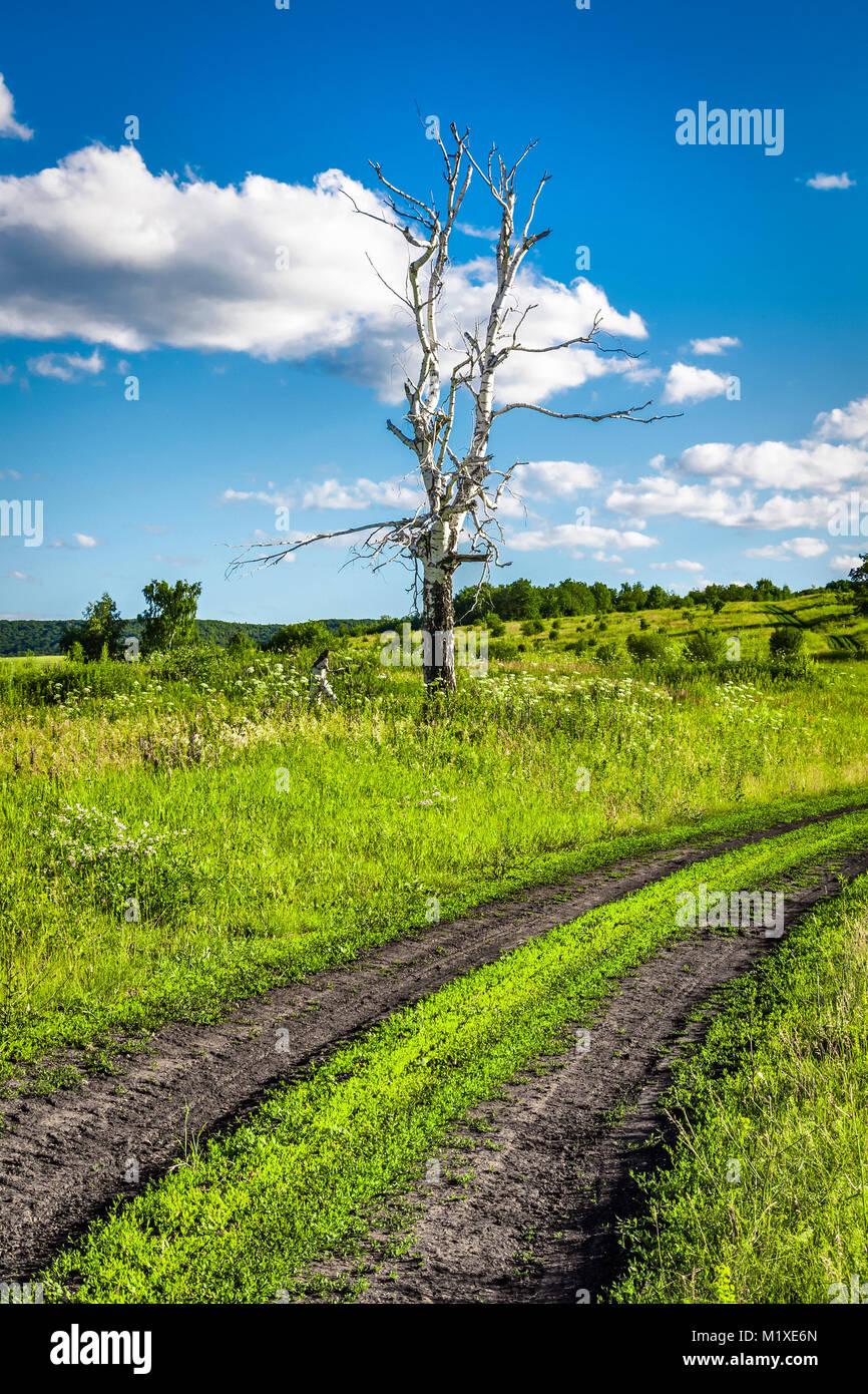 The old dry birch tree stands alone beside a rural road Stock Photo - Alamy