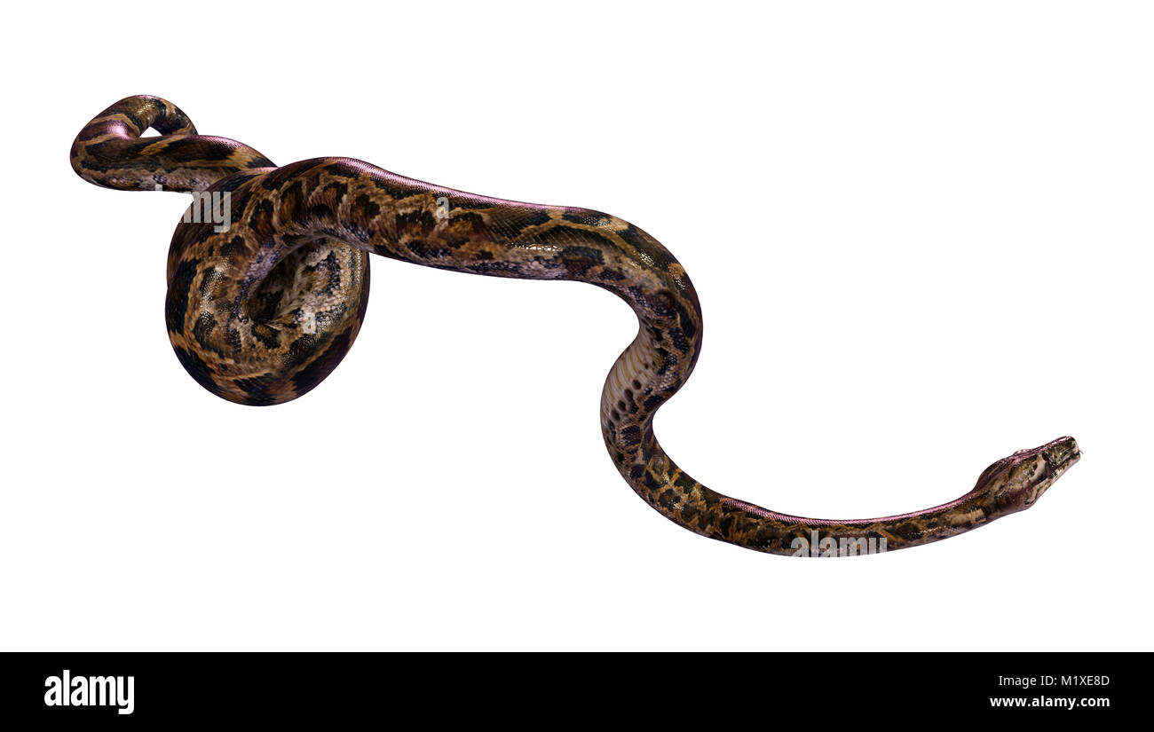 3D rendering of a Burmese python or Python bivittatus, one of the ...