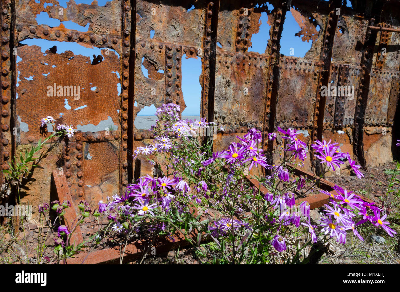 Wreck of iron steamer SS Paiaka, wrecked at Pencarrow in 1906 ...
