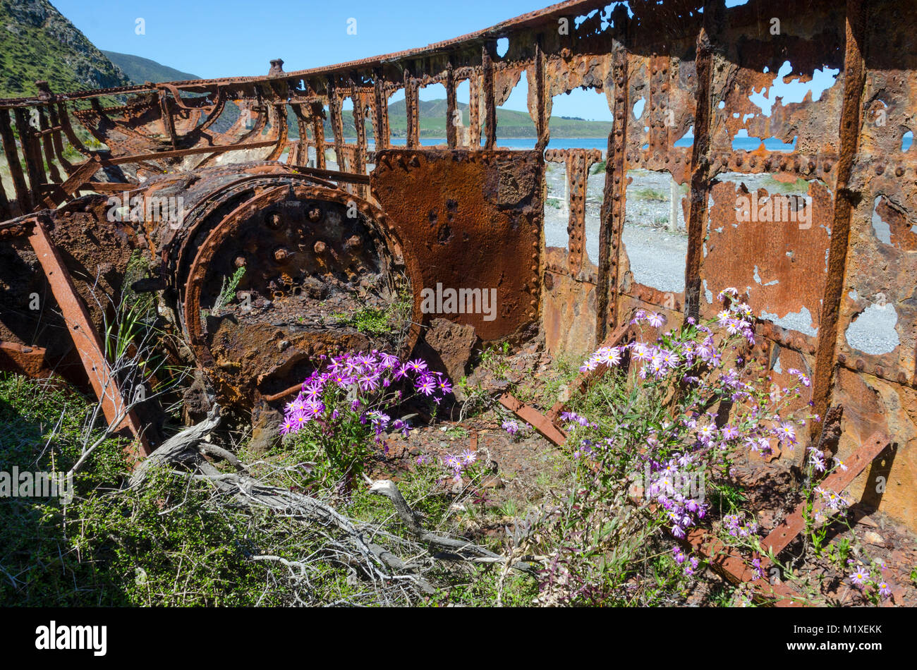 Wreck of iron steamer SS Paiaka, wrecked at Pencarrow in 1906 ...