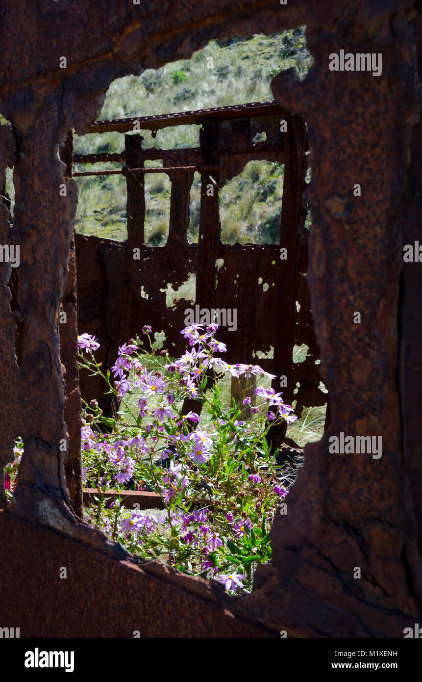 Wreck of iron steamer SS Paiaka, wrecked at Pencarrow in 1906 ...