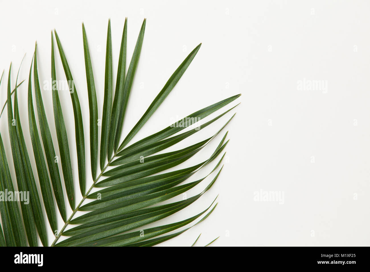 Tropical palm tree leaf on a plain white background Stock Photo - Alamy