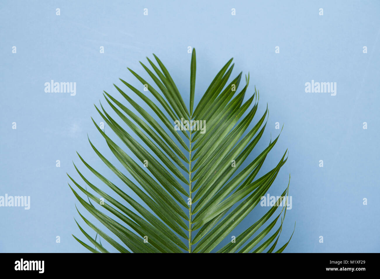 Tropical palm tree leaf on a pastel blue background Stock Photo - Alamy