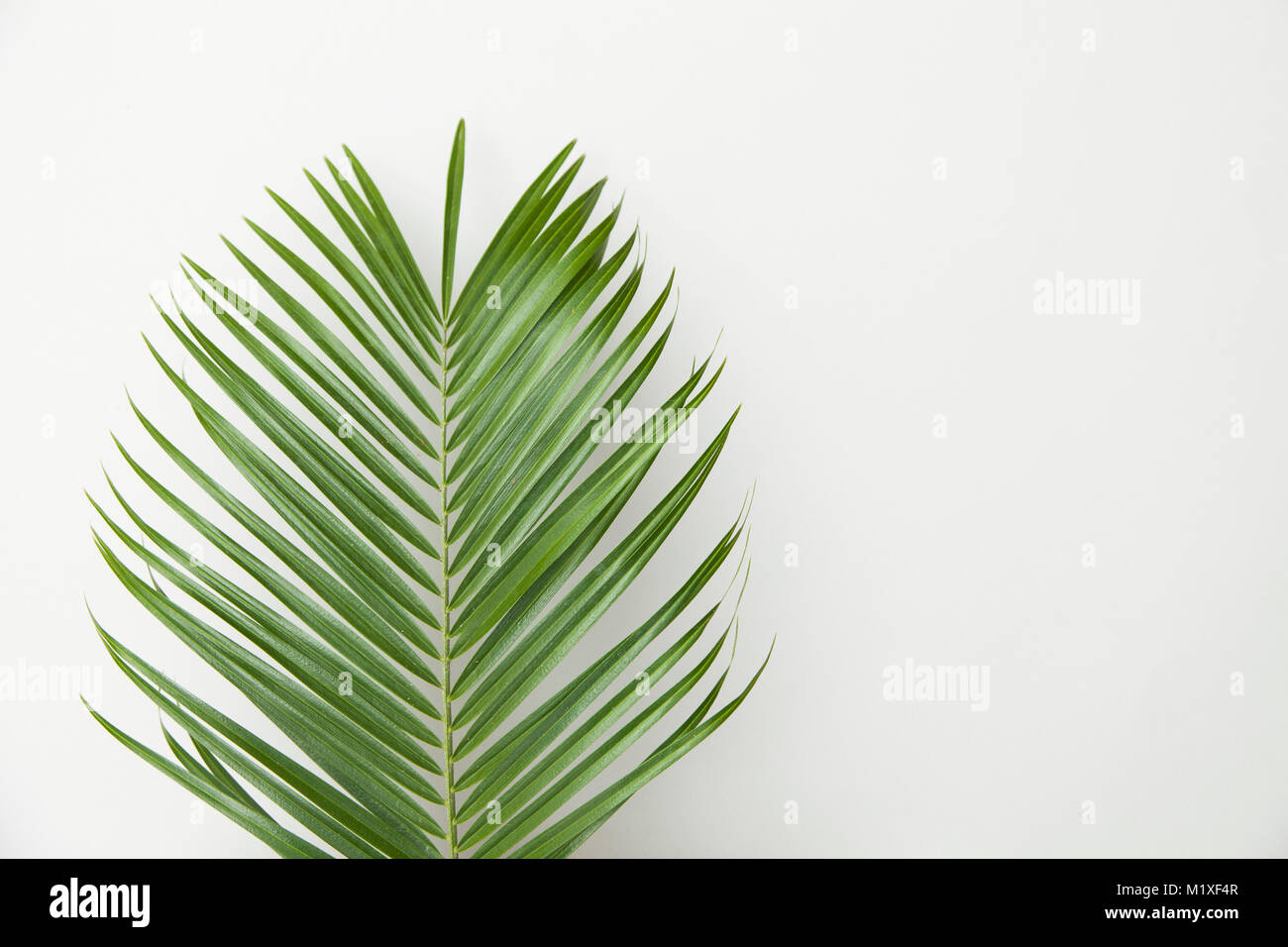 Tropical palm tree leaf on a plain white background Stock Photo - Alamy