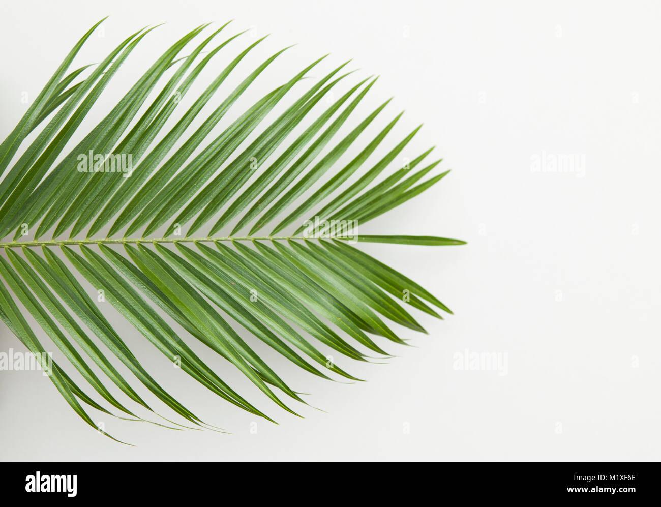 Tropical palm tree leaf on a plain white background Stock Photo - Alamy