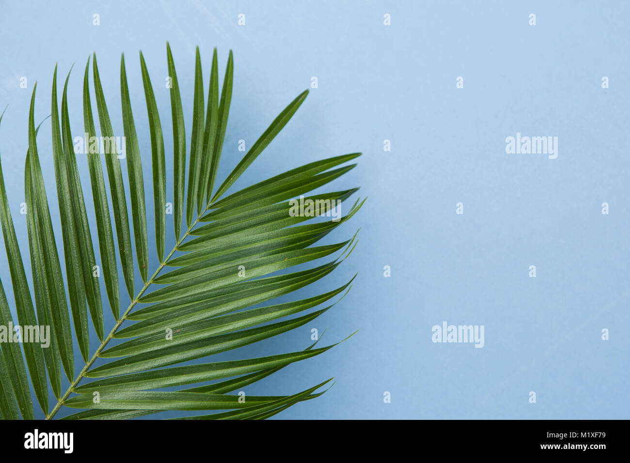 Tropical palm tree leaf on a pastel blue background Stock Photo - Alamy