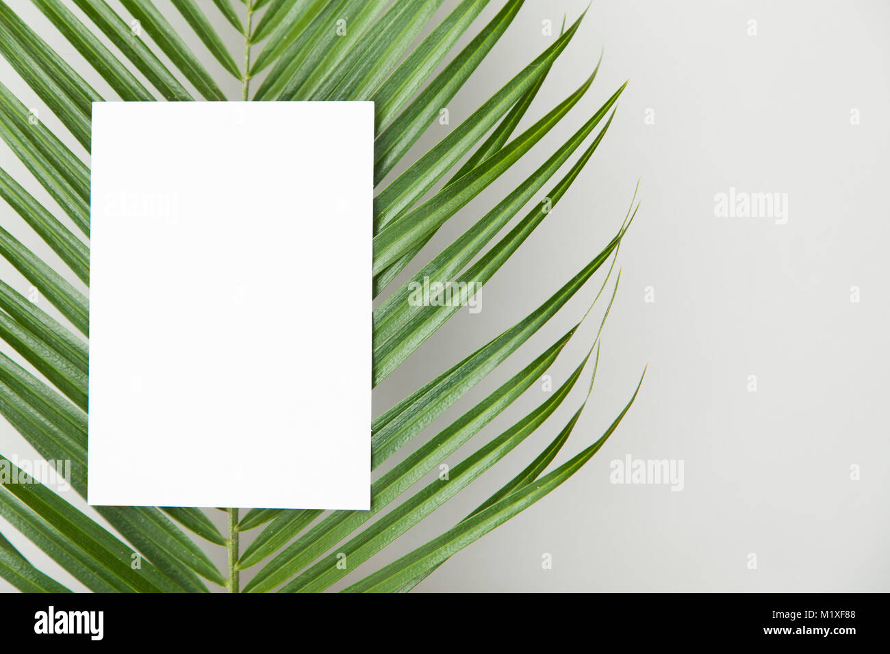 Tropical palm tree leaf with a blank label on a plain white background ...