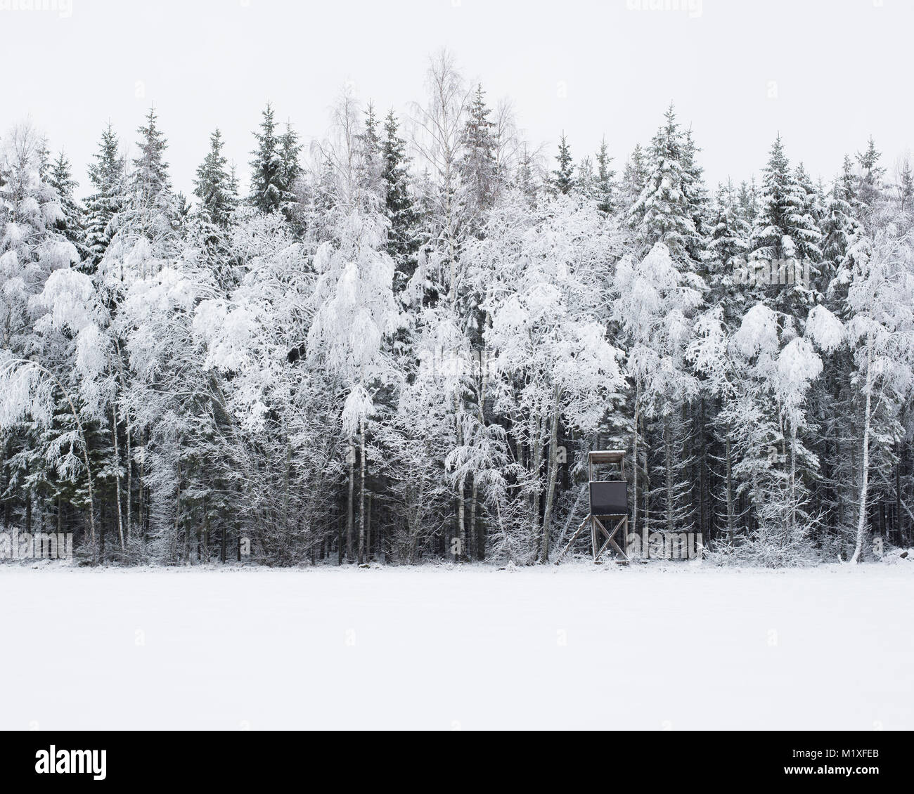 Forest smaland sweden hi-res stock photography and images - Alamy