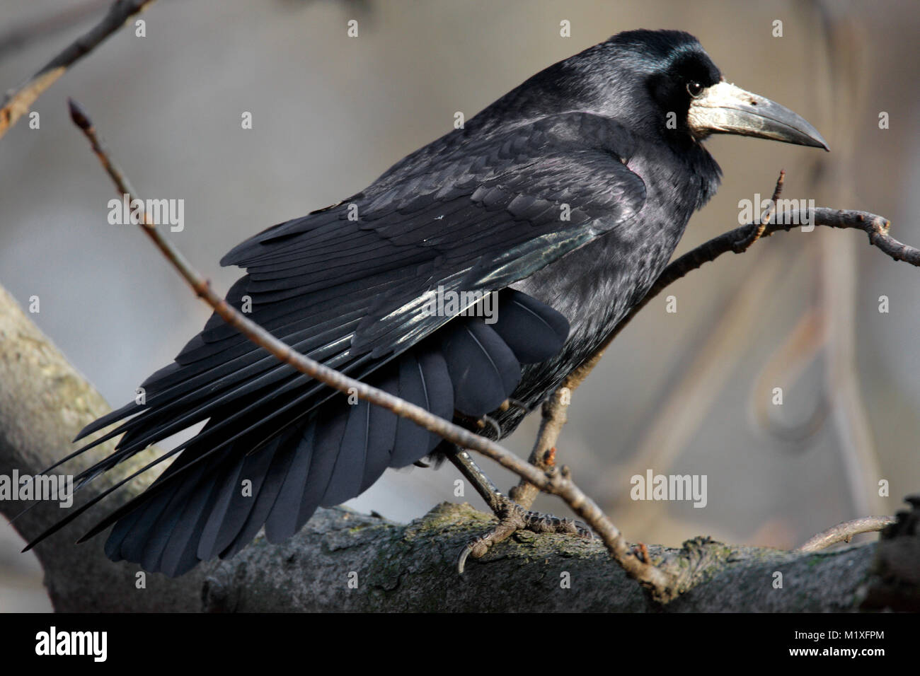 Single Rook bird on a tree branch during a spring nesting period Stock ...