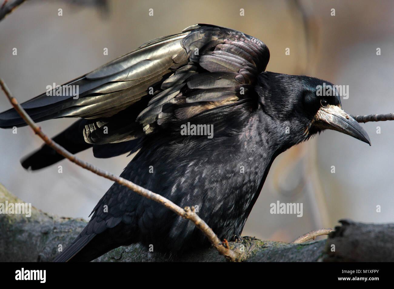 Single Rook bird on a tree branch during a spring nesting period Stock ...