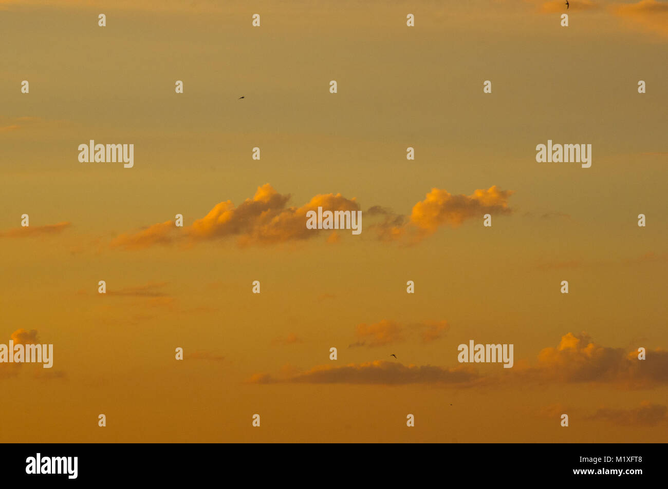 landscape with dramatic light - orange clouds and the outline of trees ...