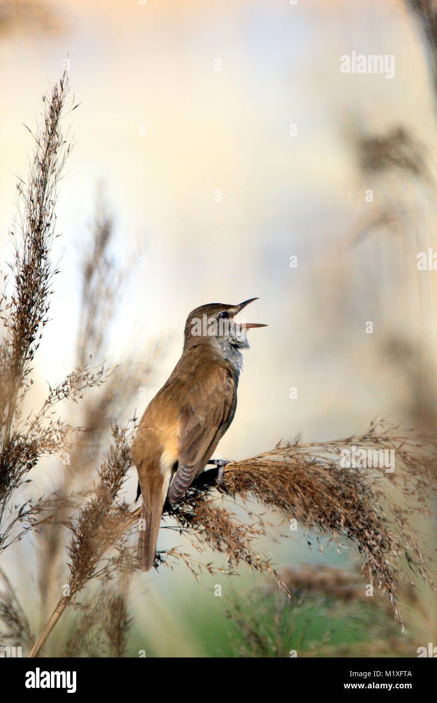 Single Great Reed Warbler on a reed stem during a spring period Stock ...
