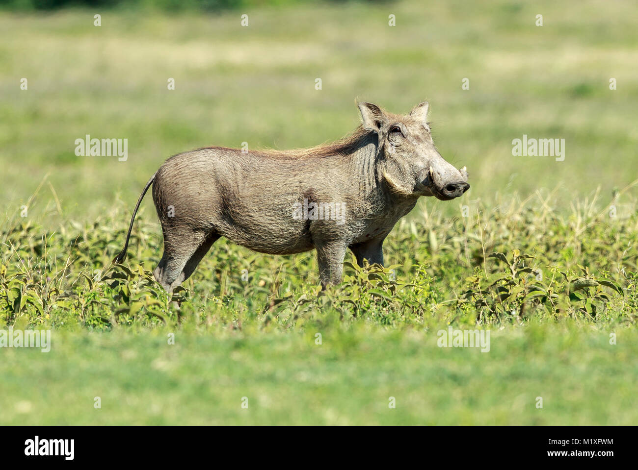 African warthog hi-res stock photography and images - Alamy