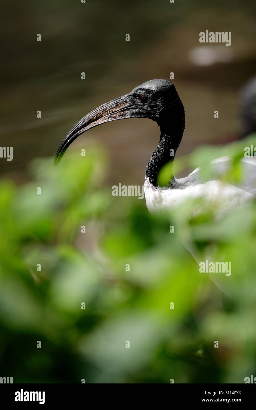 Ibis czczony hi-res stock photography and images - Alamy