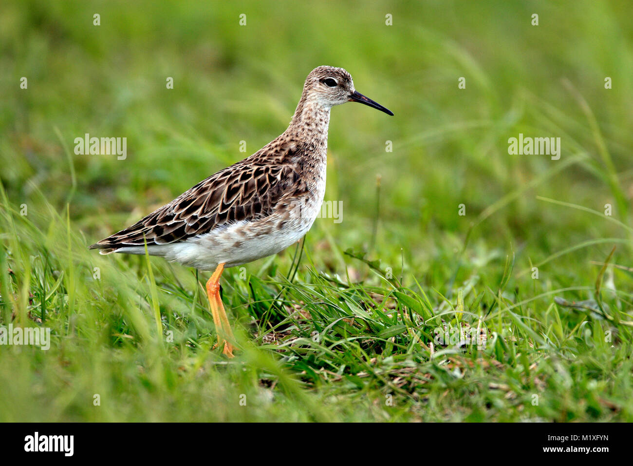 Single Ruff bird on grassy wetlands during a spring nesting period ...