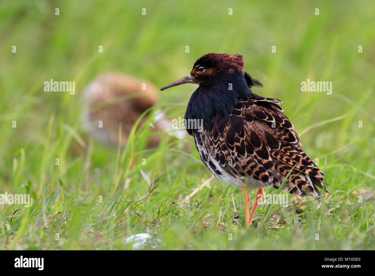Ruff bird hi-res stock photography and images - Alamy