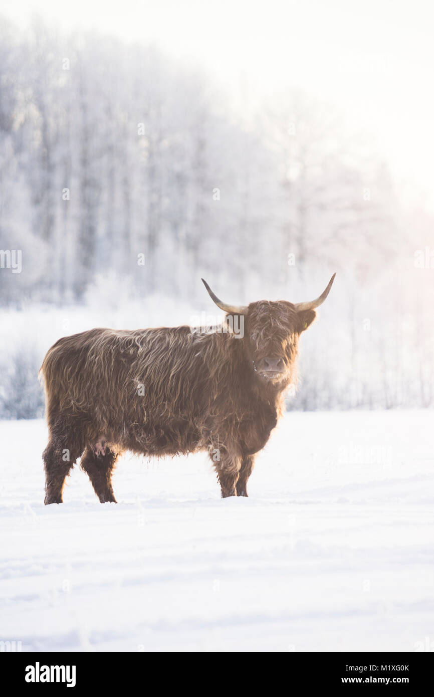 Bull in snow in Jarfalla, Sweden Stock Photo - Alamy