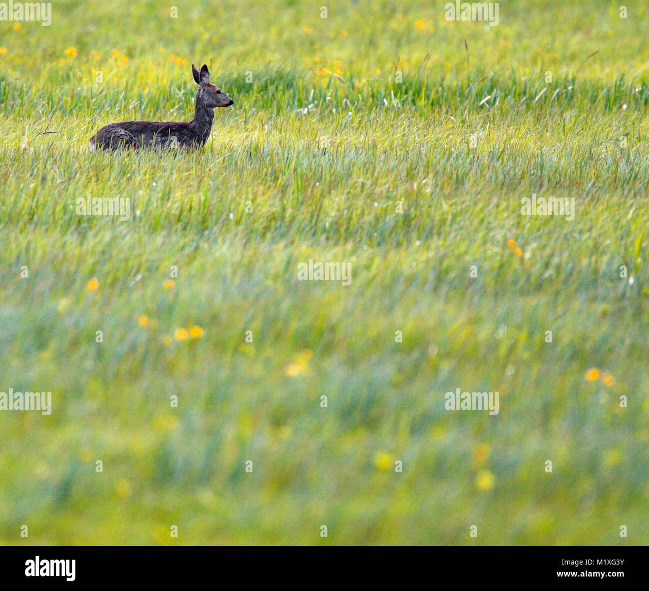 Single Roe Deer in wetlands grassy meadows during summer period Stock ...