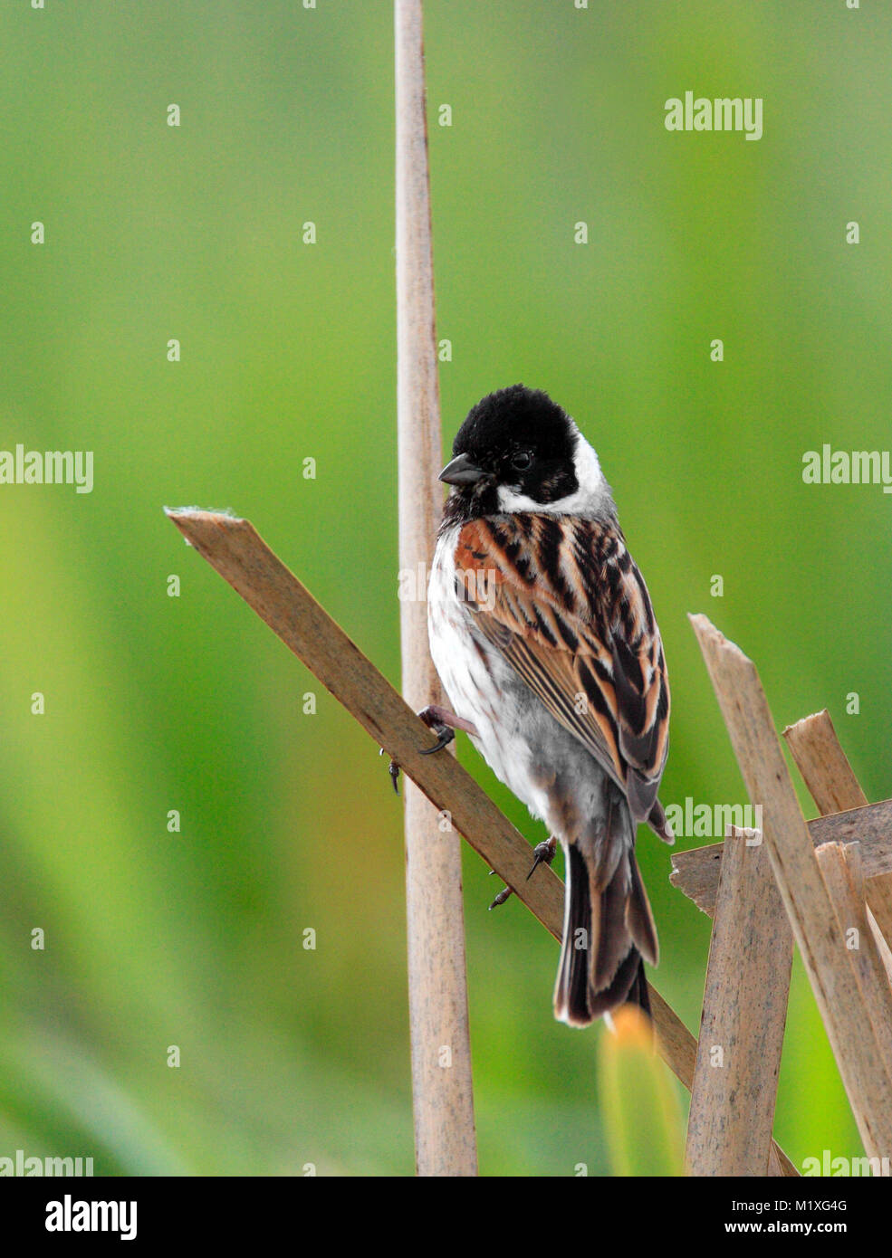 Single Reed Bunting bird on a reed stem during a spring nesting period ...