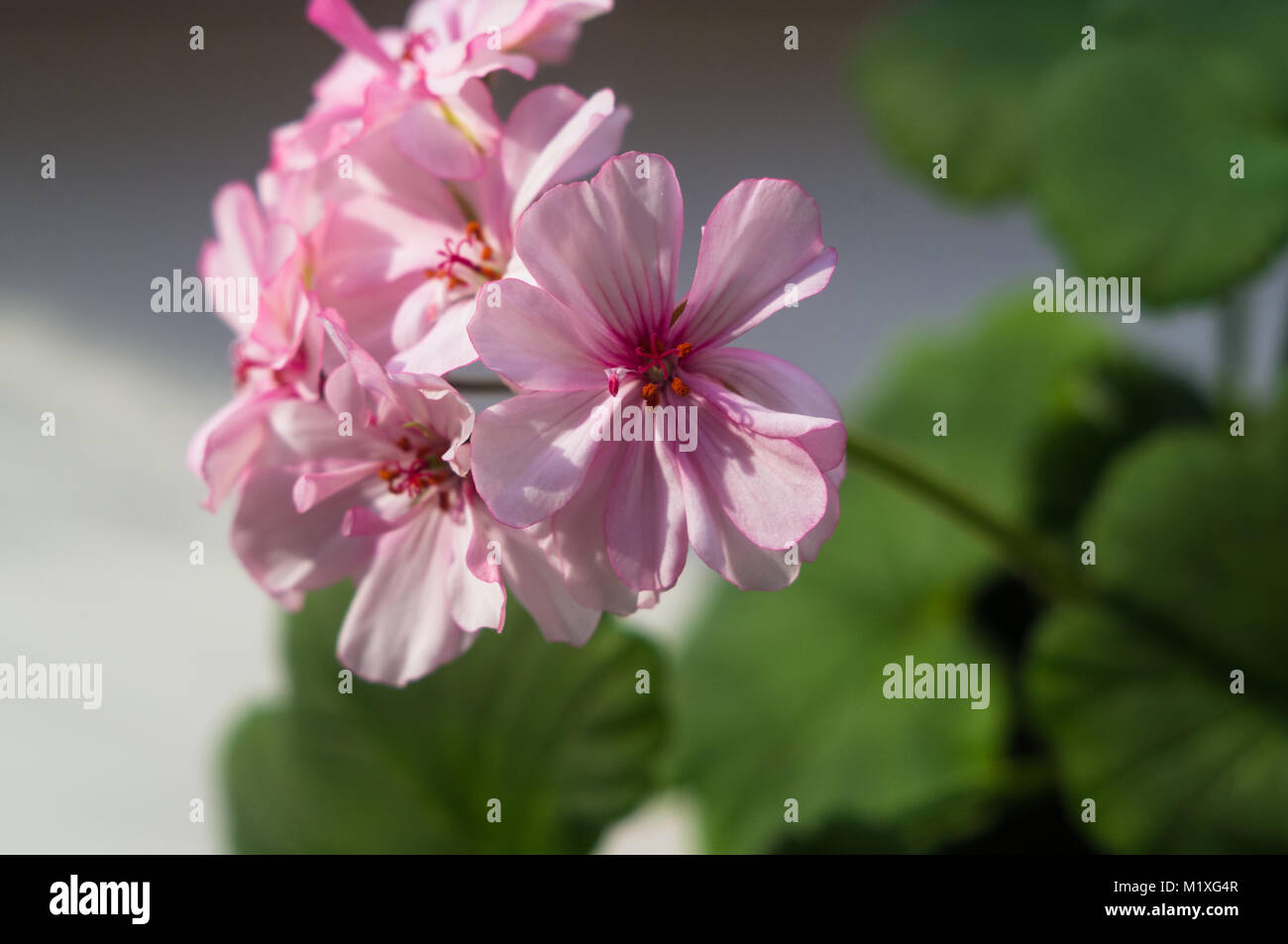 Lovely pink and white Pelargonium Geranium flowers Stock Photo - Alamy