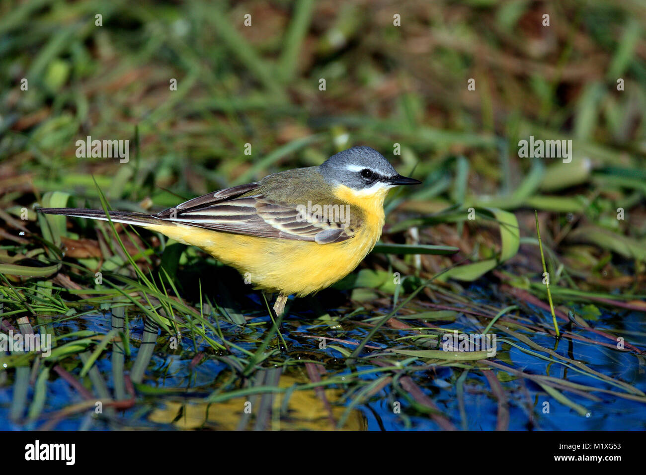 Single Yellow wagtail bird on grassy wetlands during a spring nesting ...