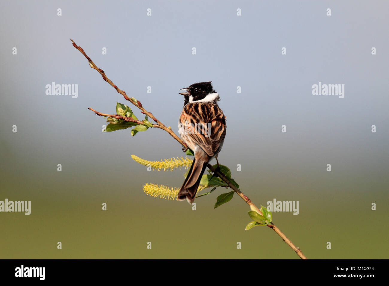 Single Reed Bunting bird on a tree branch during a spring nesting ...
