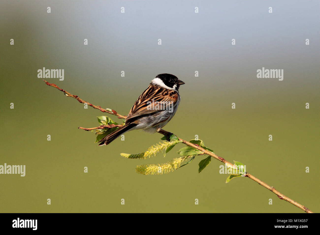 Single Reed Bunting bird on a tree branch during a spring nesting ...