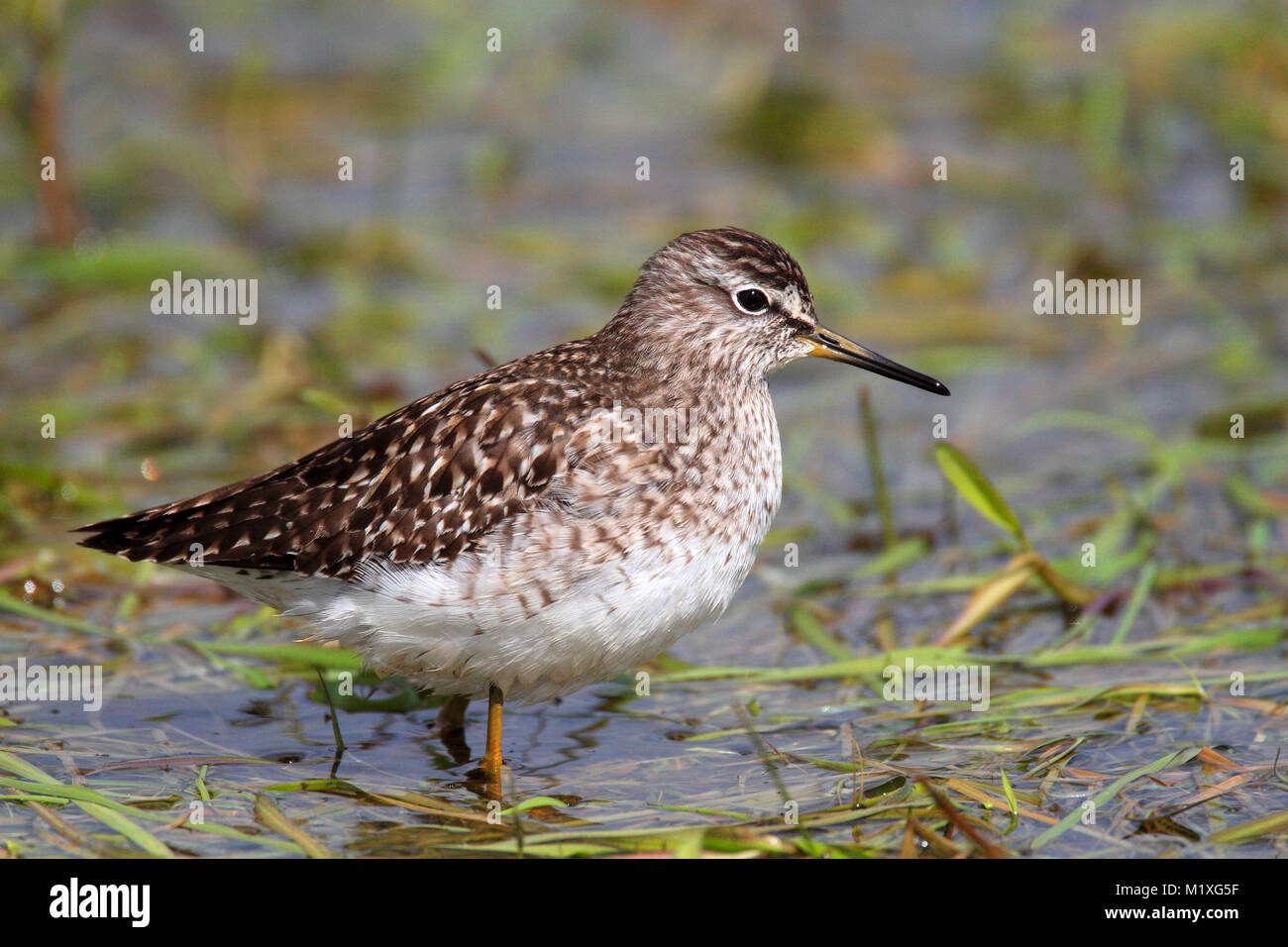 Single Wood sandpiper bird on grassy wetlands during a spring nesting ...