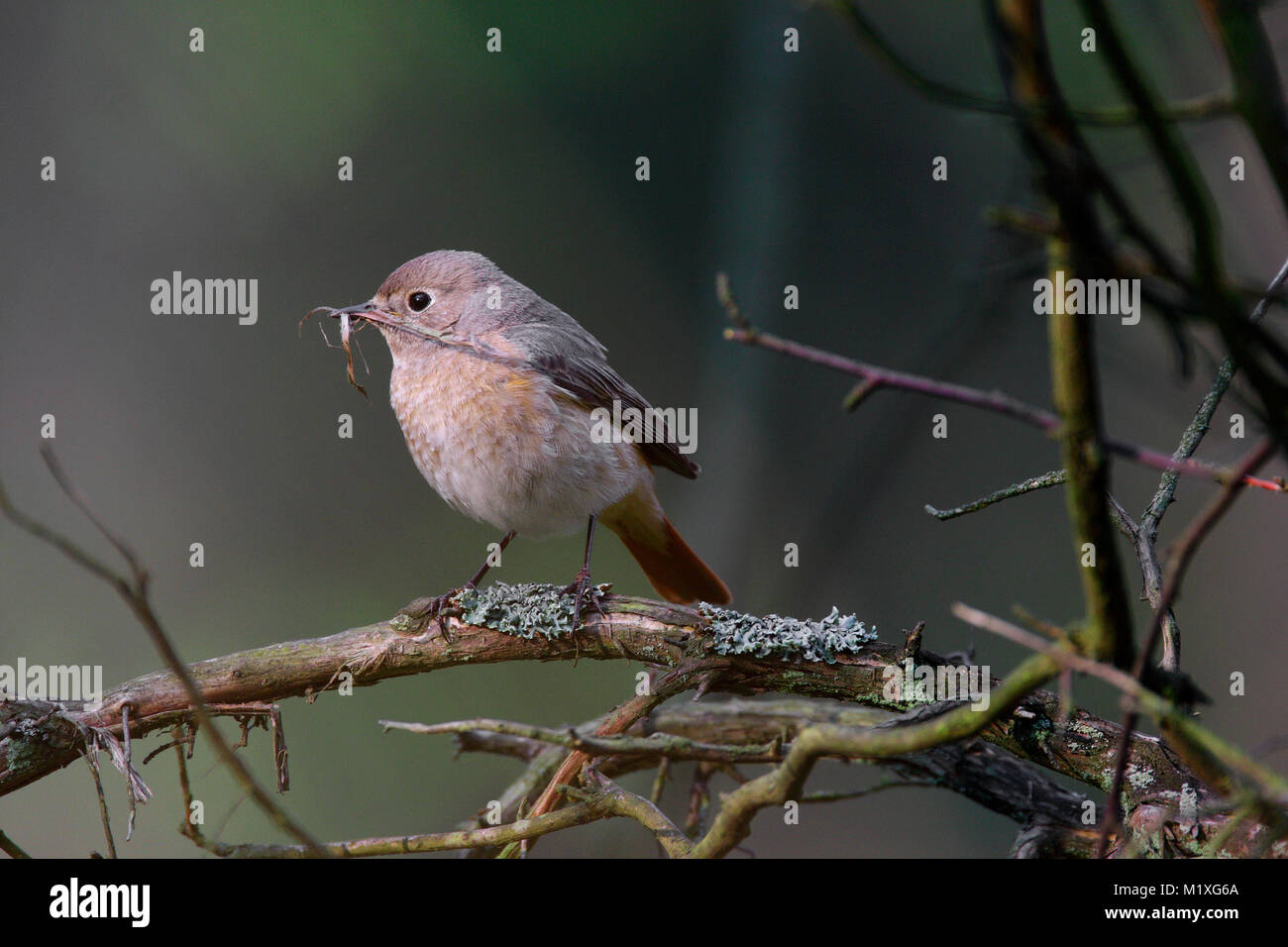 Female common redstart hi-res stock photography and images - Alamy