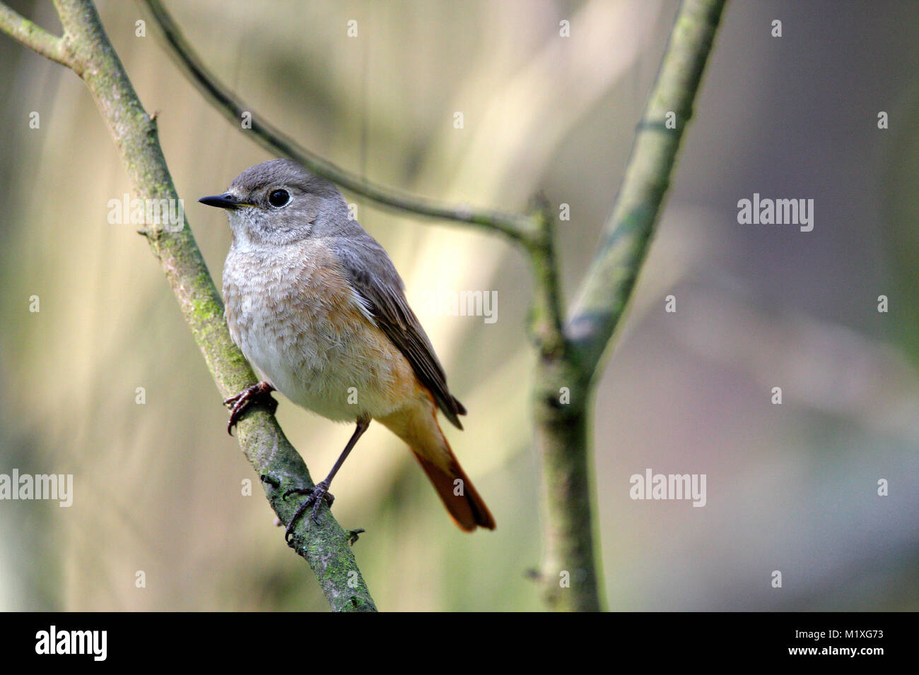 Single female Common Redstart bird on a tree branch during a spring ...