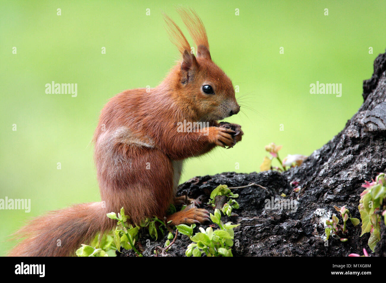 Single Red Squirrel on a tree branch in Poland forest during a spring ...