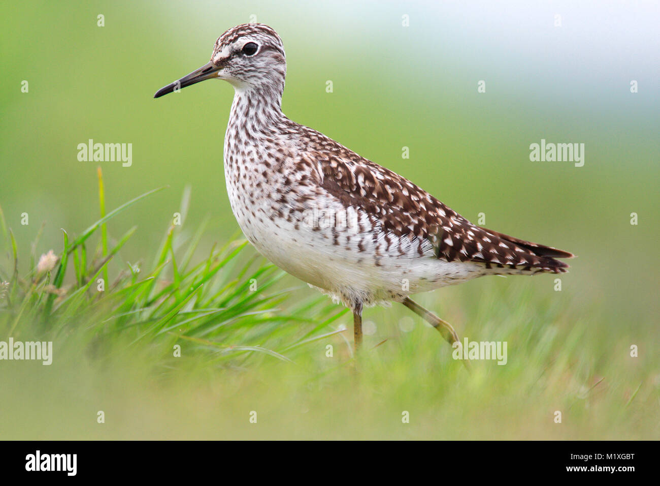 Single Wood sandpiper bird on grassy wetlands during a spring nesting ...
