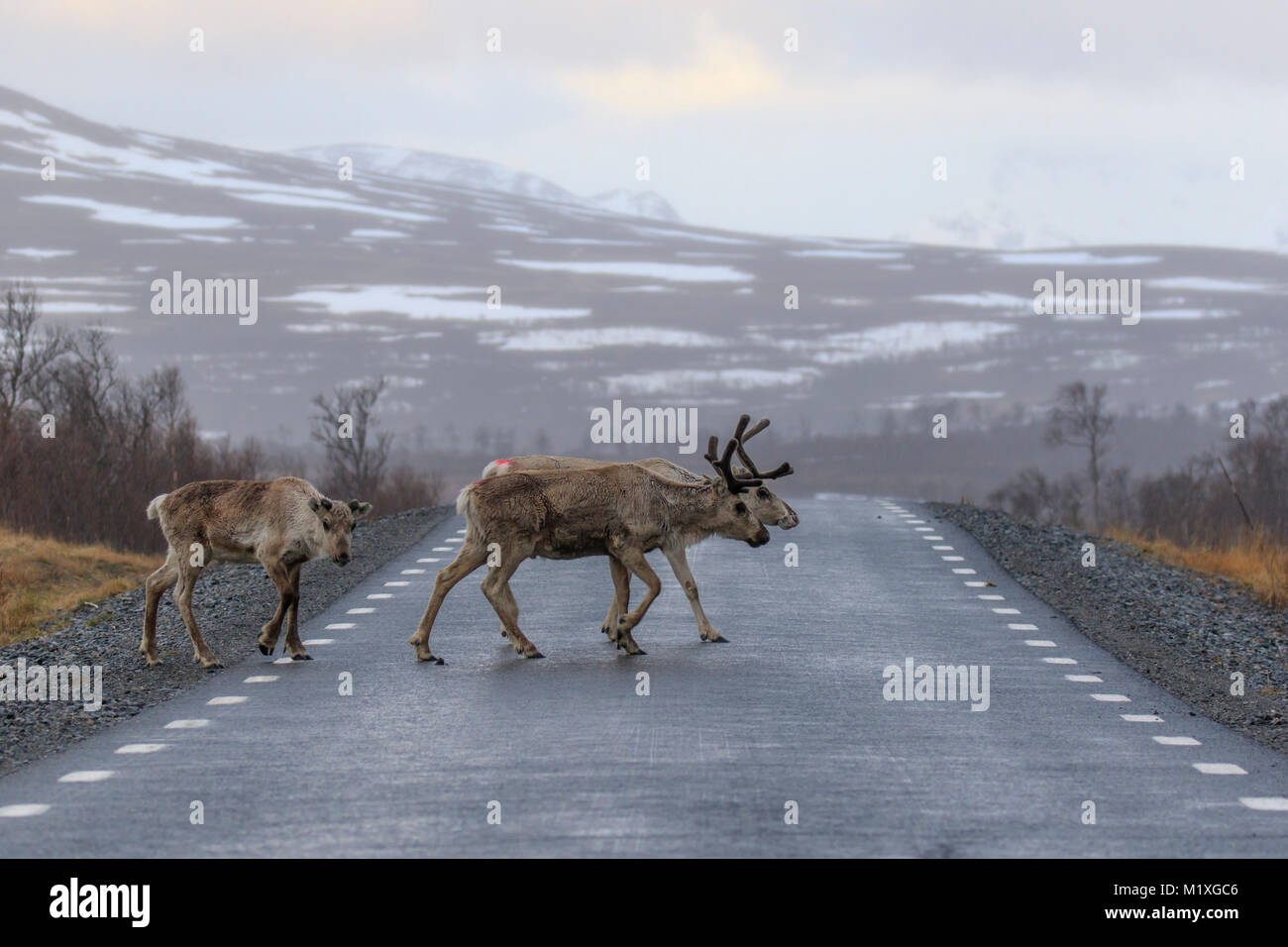 Deer Crossing The Road High Resolution Stock Photography and Images - Alamy