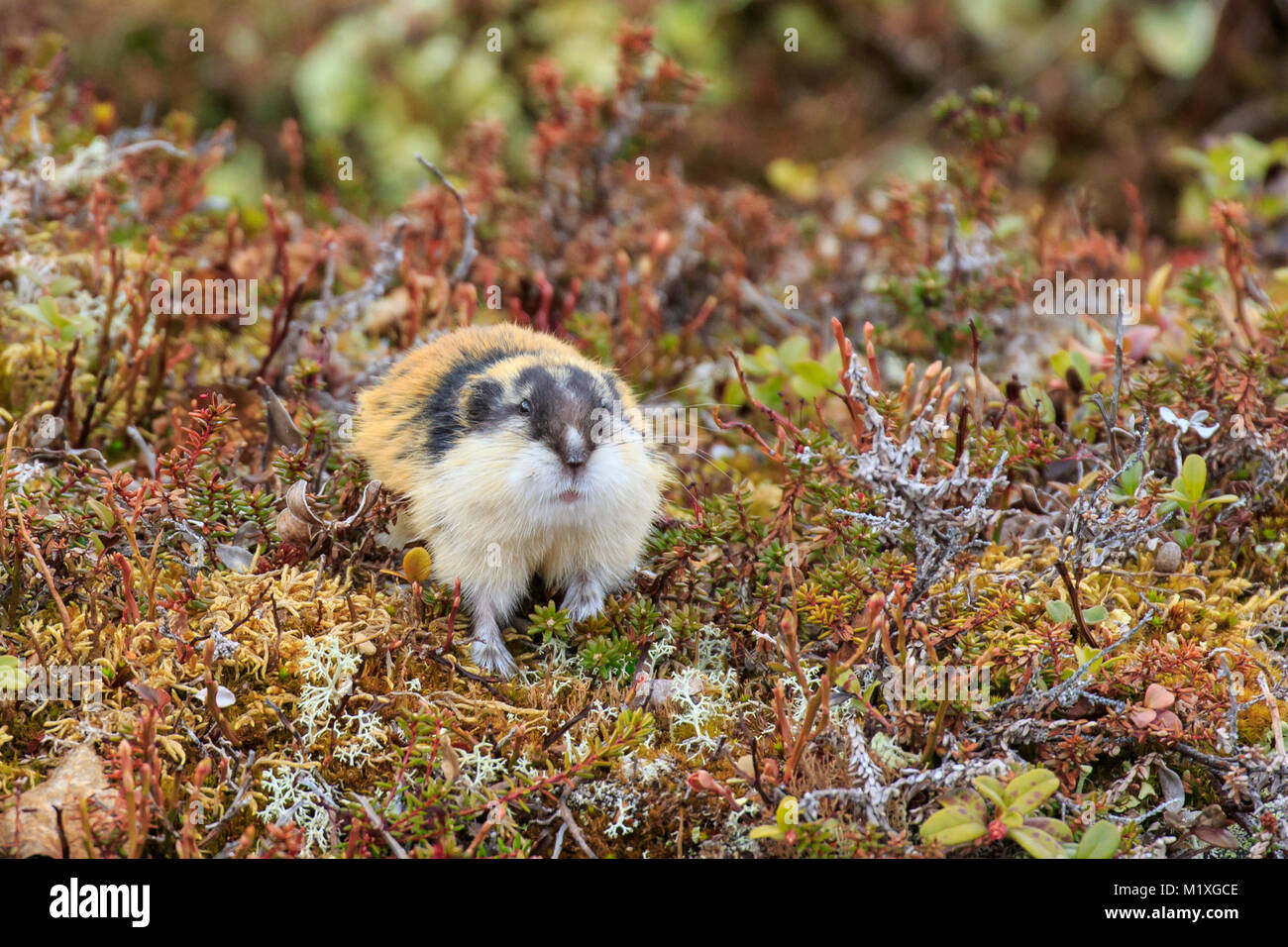 Lemming High Resolution Stock Photography and Images - Alamy