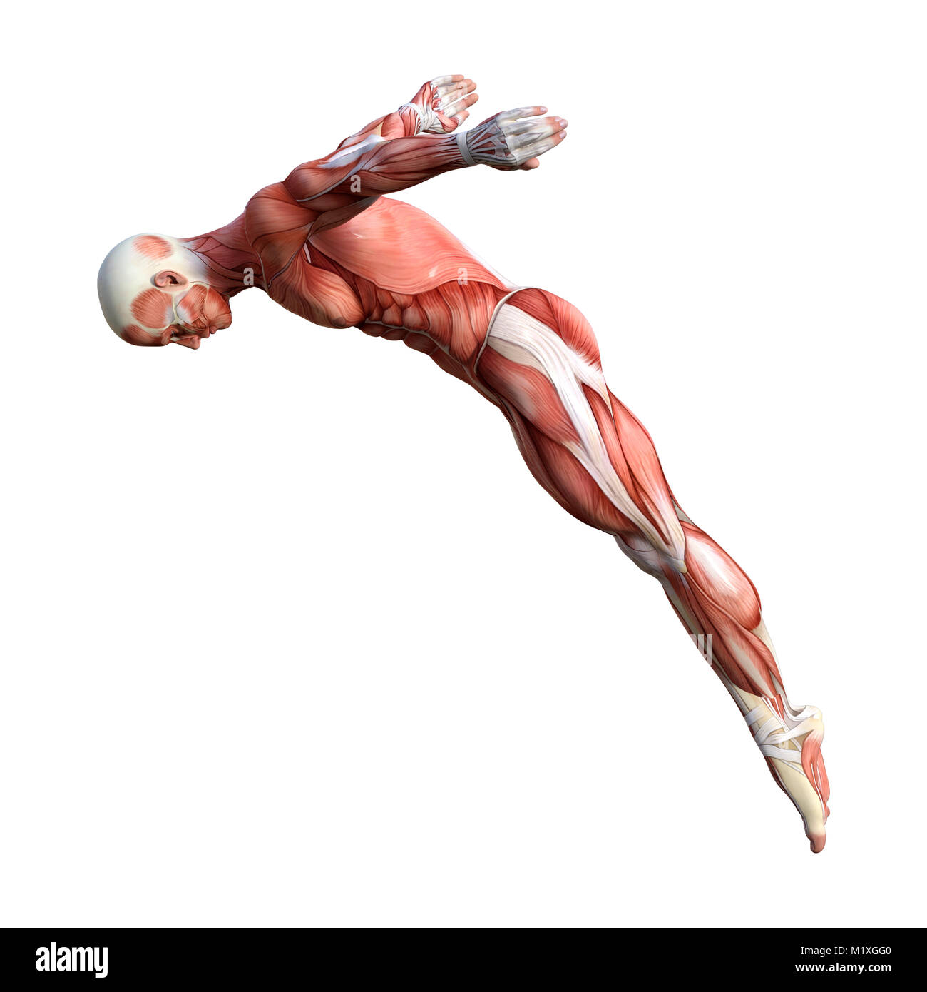 3D rendering of a male anatomy figure with muscles map exercising ...