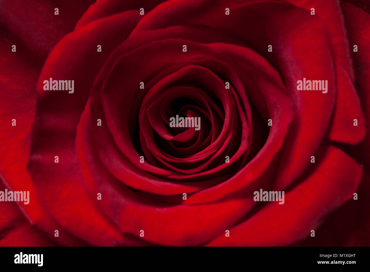 Red rose flower with petals hi-res stock photography and images - Alamy