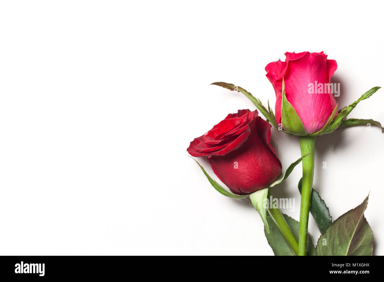 Red and pink roses on a plain white background Stock Photo - Alamy