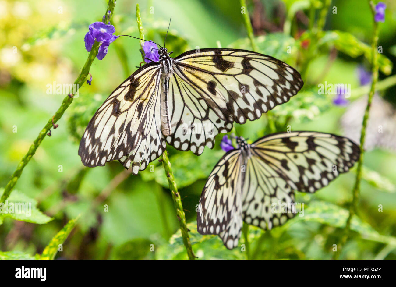 Unidentified cream and black butterflies feeding on a small purple ...