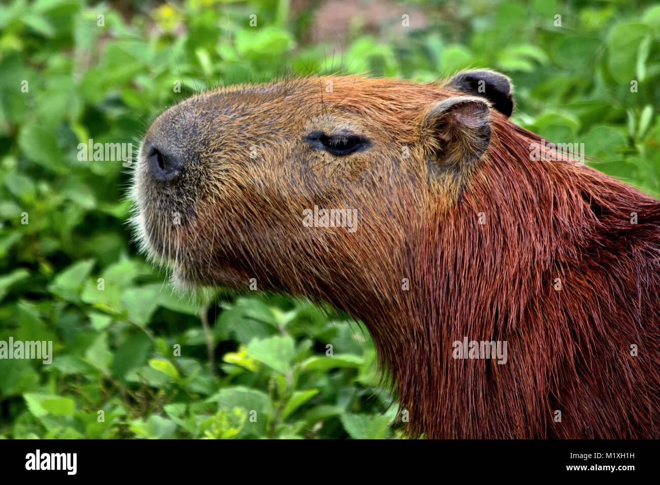 Capybara face hi-res stock photography and images - Alamy