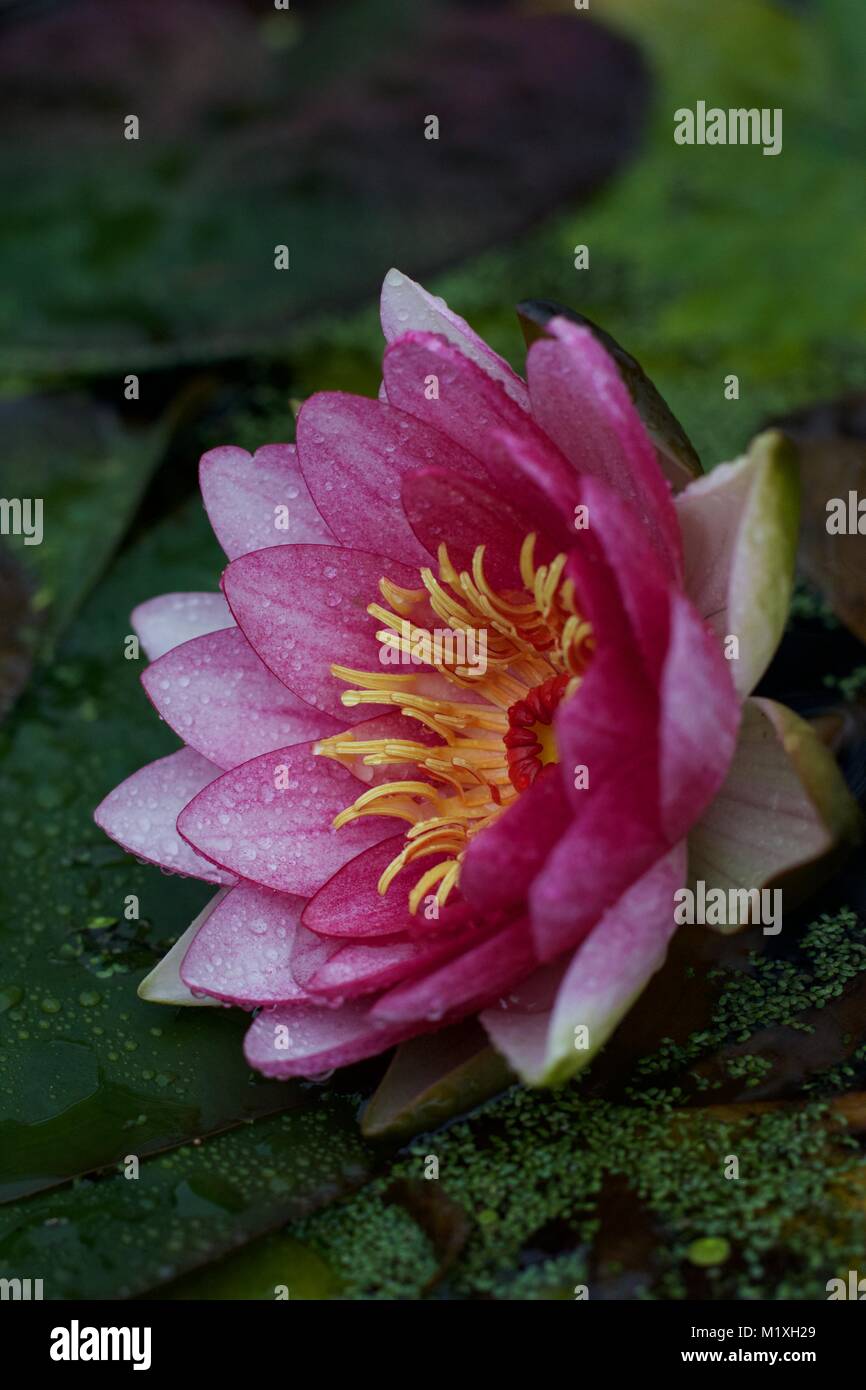Water lily in the National Botanic Garden of Wales Stock Photo - Alamy