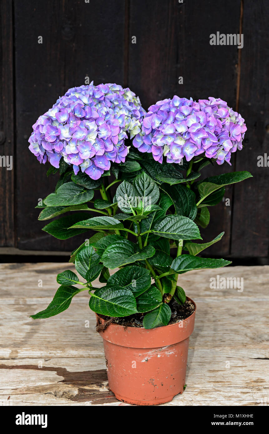Violet, mauve Hydrangea flowers in a vase, hortensia petals close up ...