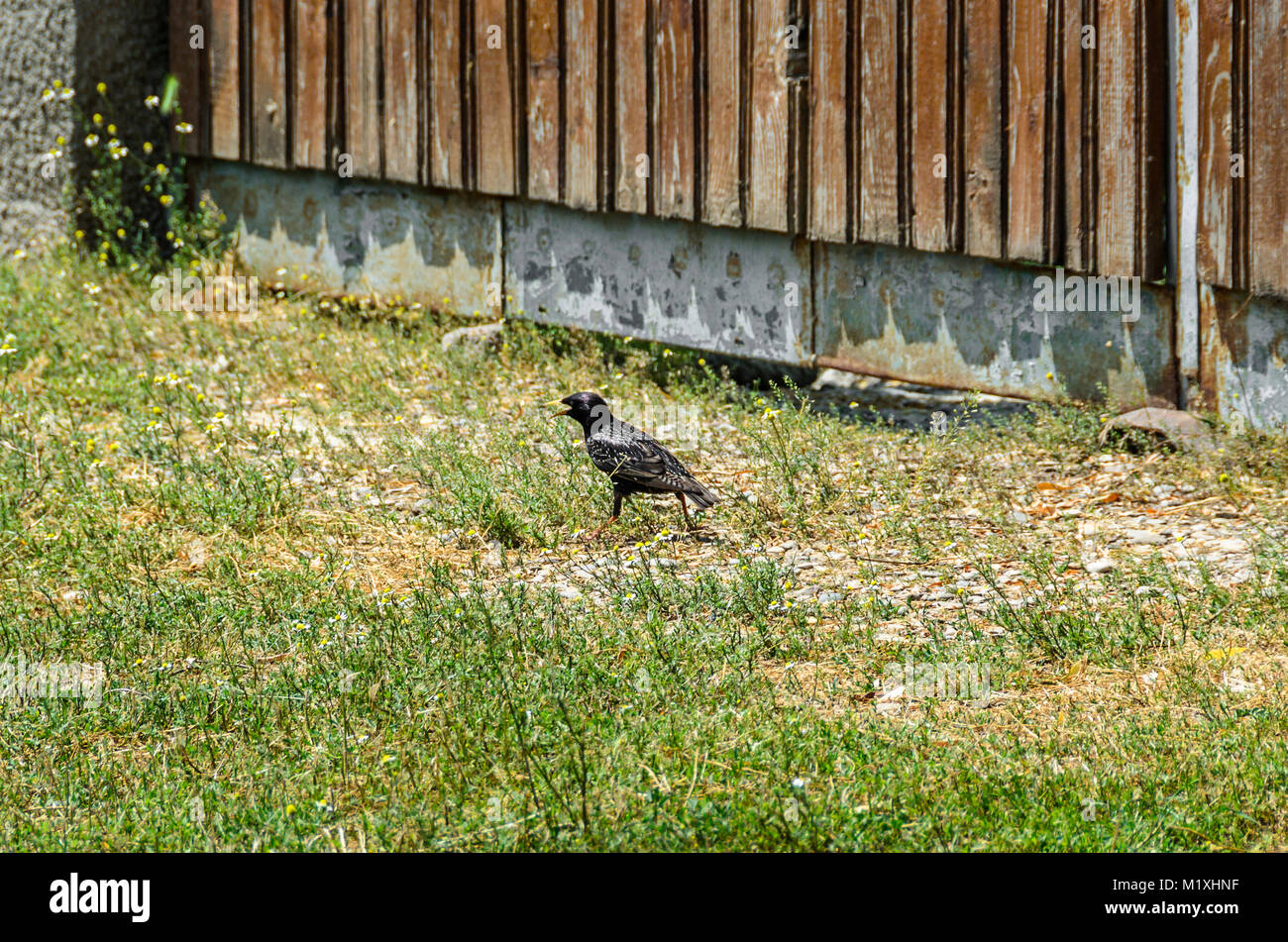 The common starling (Sturnus vulgaris), also known as the European ...
