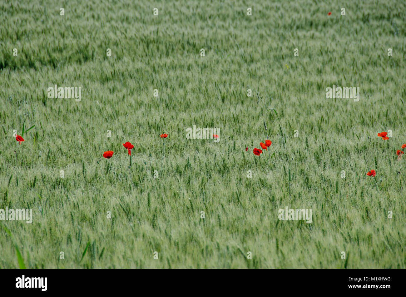 Red wild flowers of Papaver rhoeas (corn poppy, corn rose, field poppy ...
