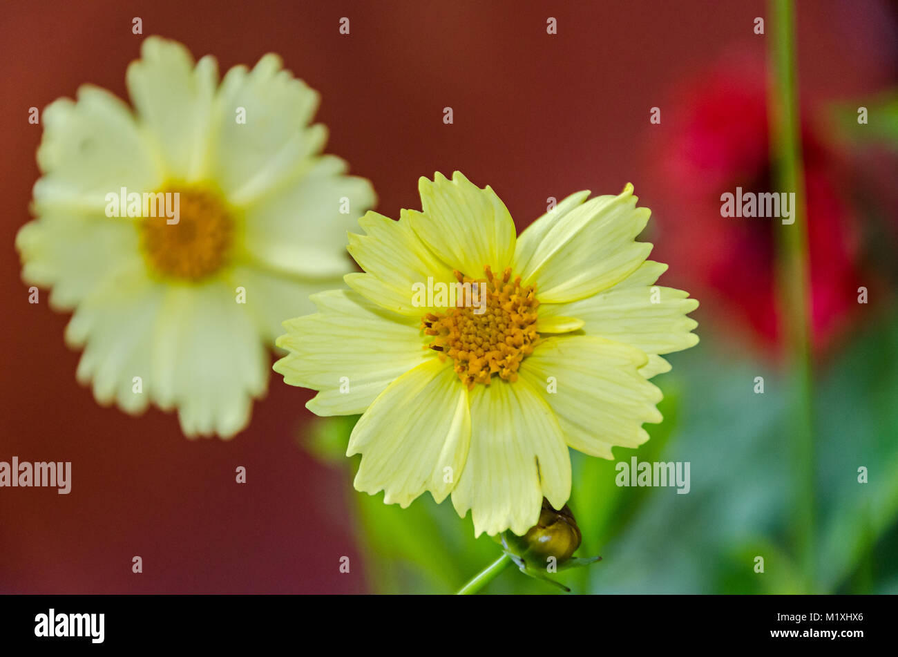 Yellow Coreopsis grandiflora flowers, baby gold, close up Stock Photo ...
