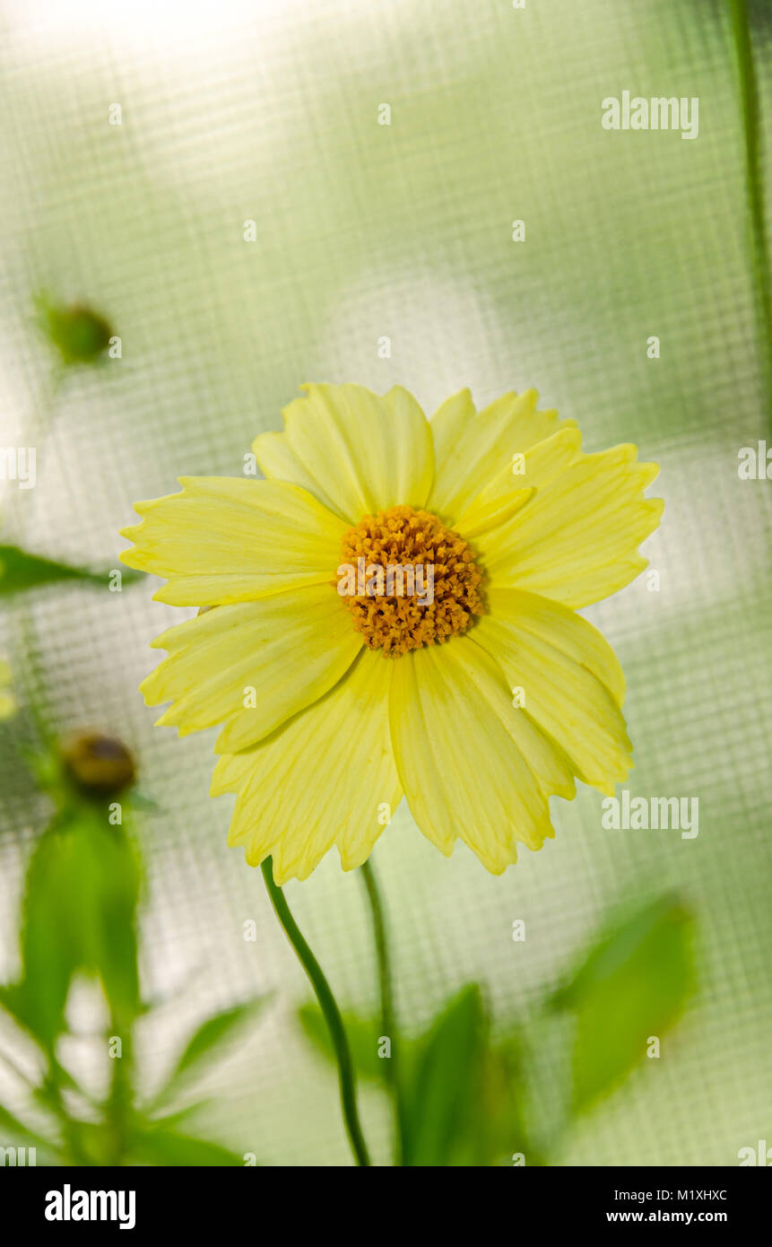 Yellow Coreopsis grandiflora flowers, baby gold (Ochiul fetei), close ...
